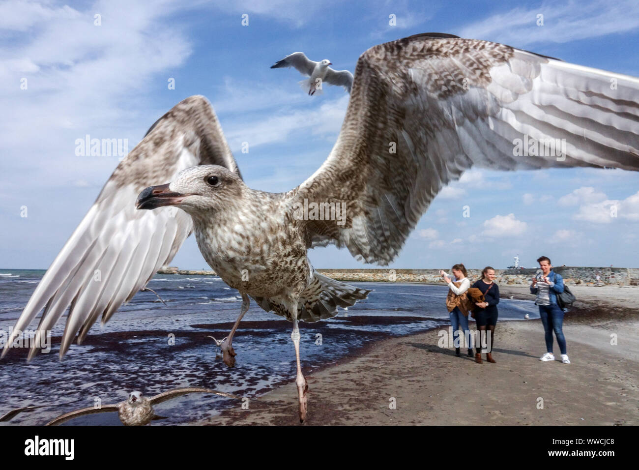 Birds of germany hi-res stock photography and images - Alamy
