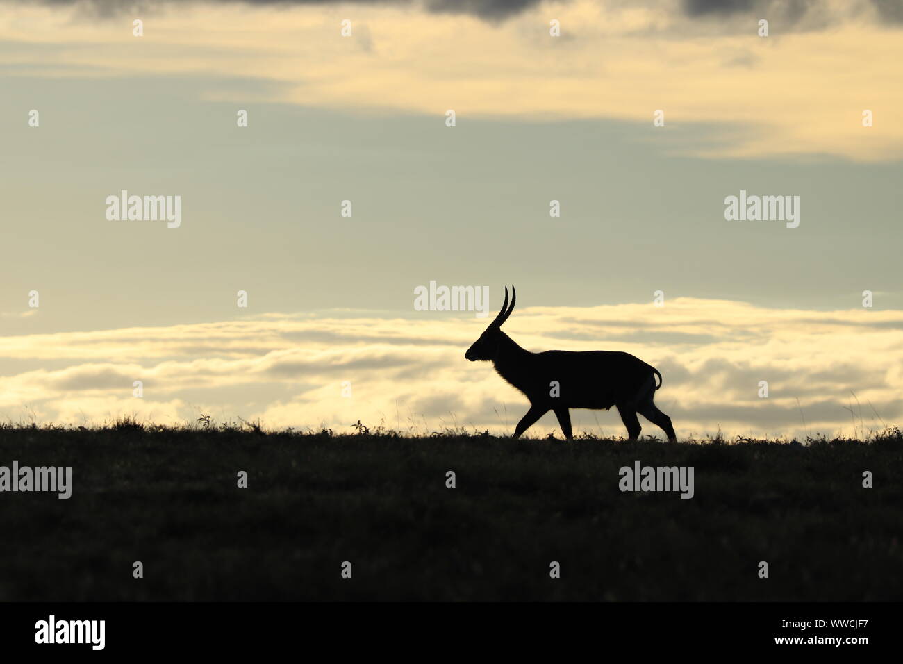 Waterbuck silhouette in the morning light, Masai Mara National Park ...
