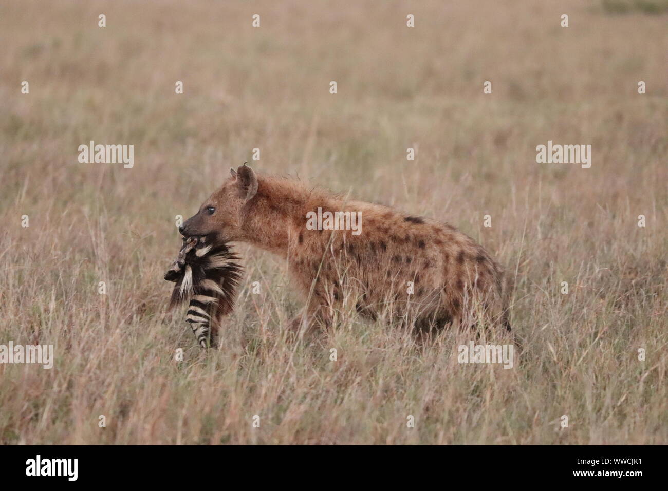 Hyena Attacking Zebra