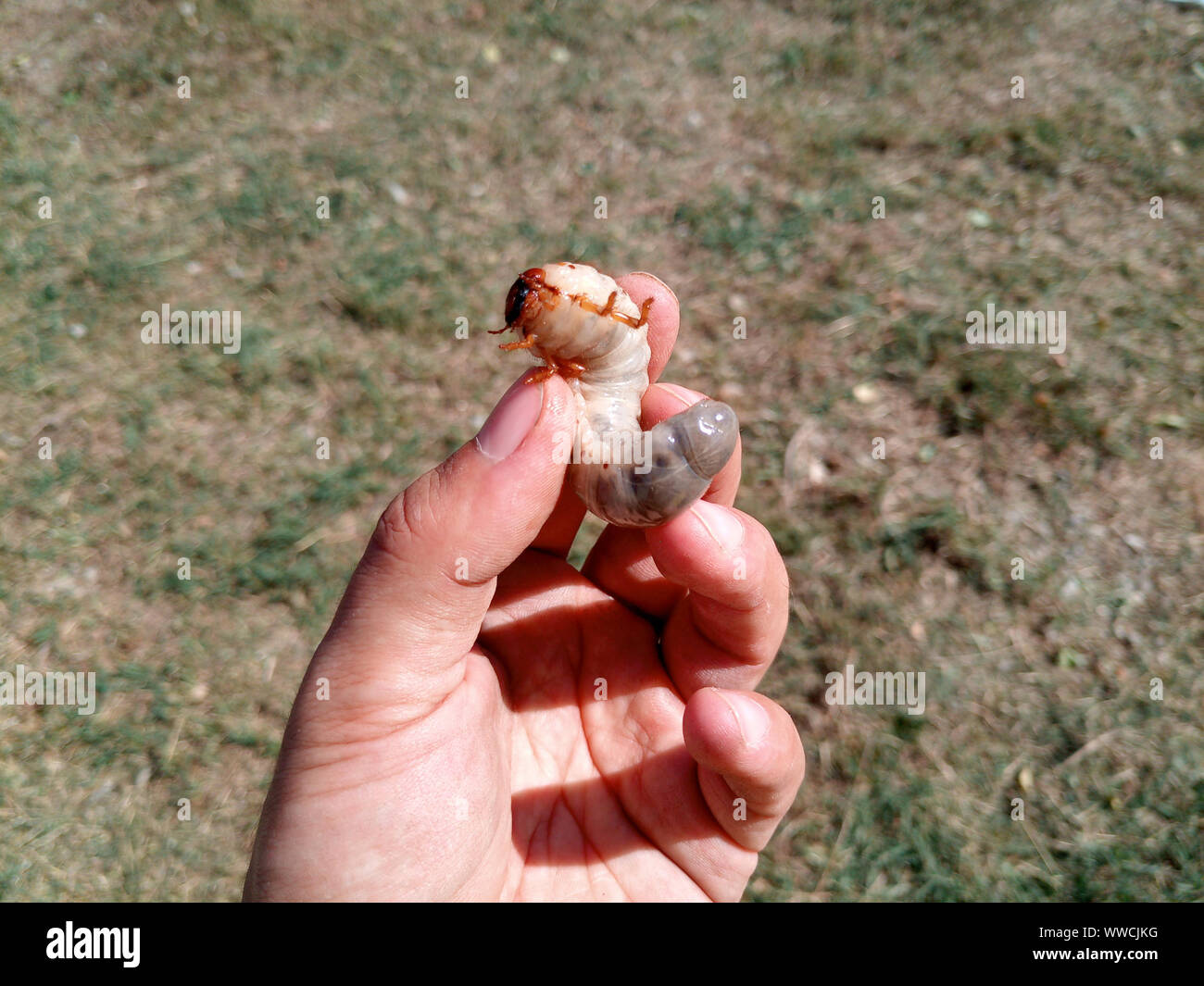 Rhino beetle larvae in a man s hand. Large beetle larva, rhinoceros ...