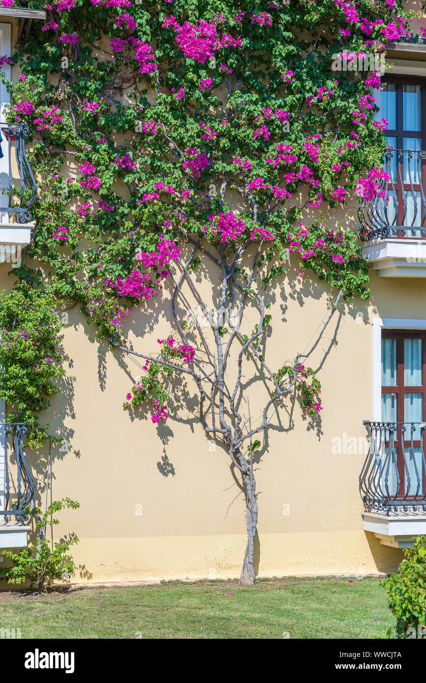 A decorative flower tree adorns the yellow wall of the building in ...