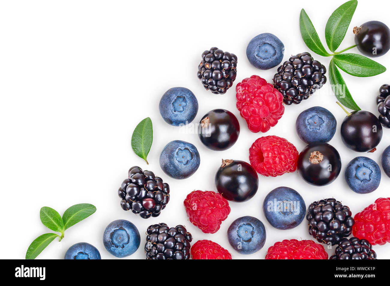 blackberry blueberry raspberry black currant isolated on white ...