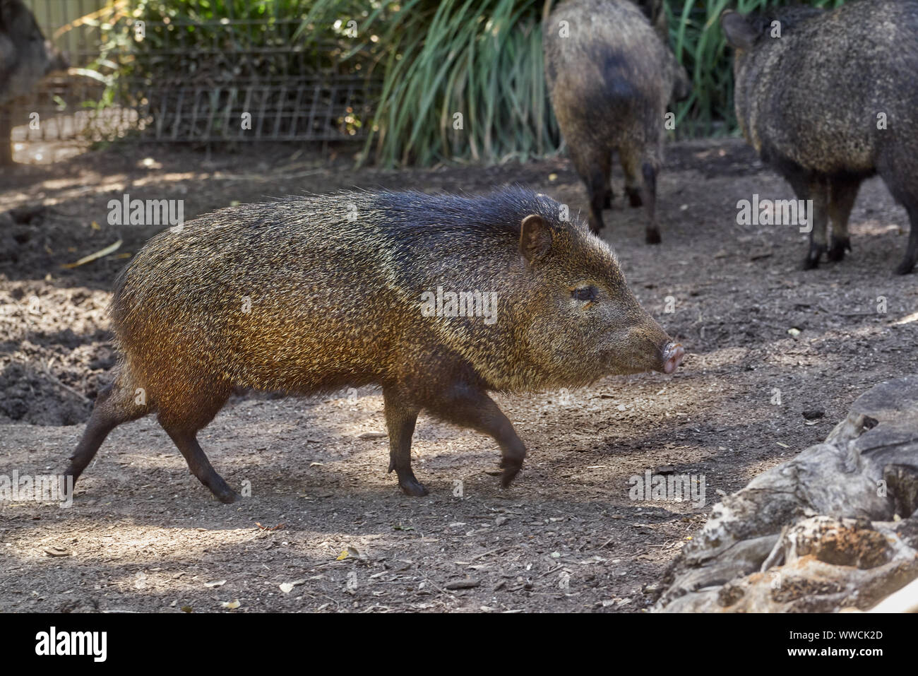 Collared Peccary at Zoo Melbourne Stock Photo - Alamy