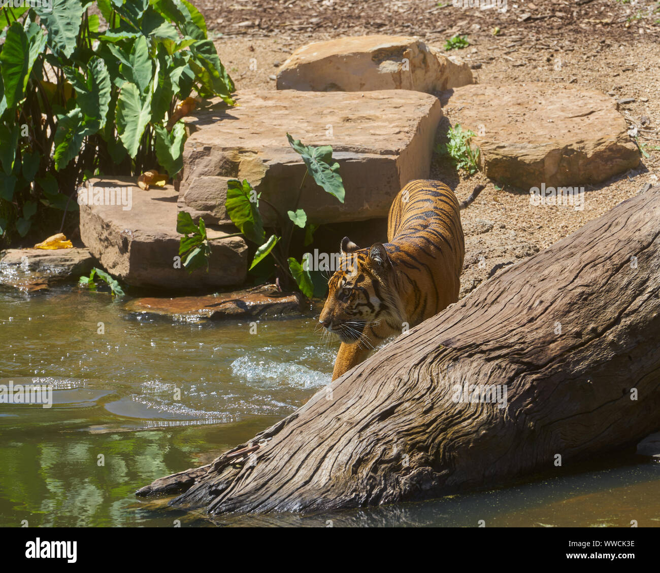 Sumatran tigers hi-res stock photography and images - Alamy