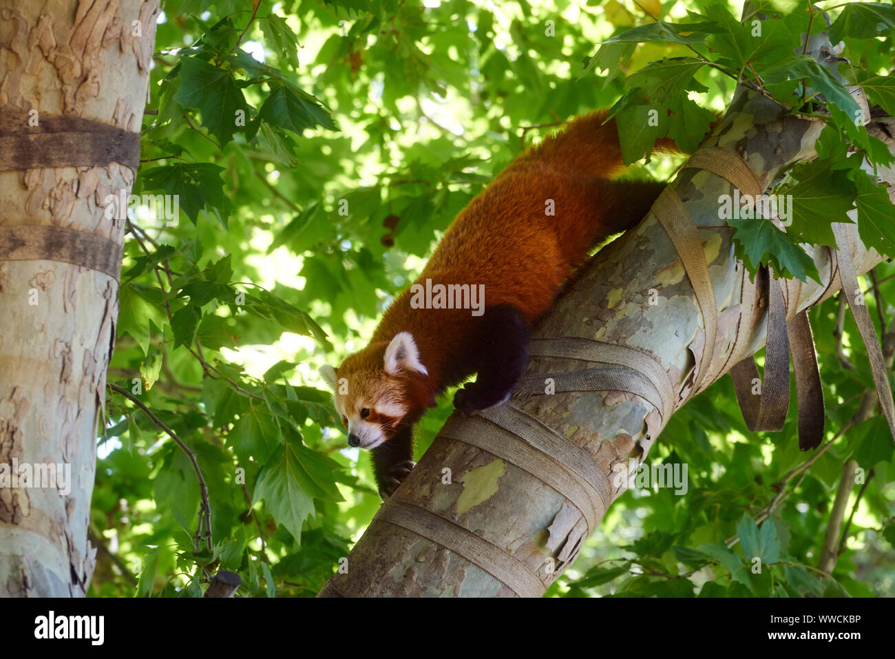Red Panda at Melbourne Zoo Stock Photo - Alamy