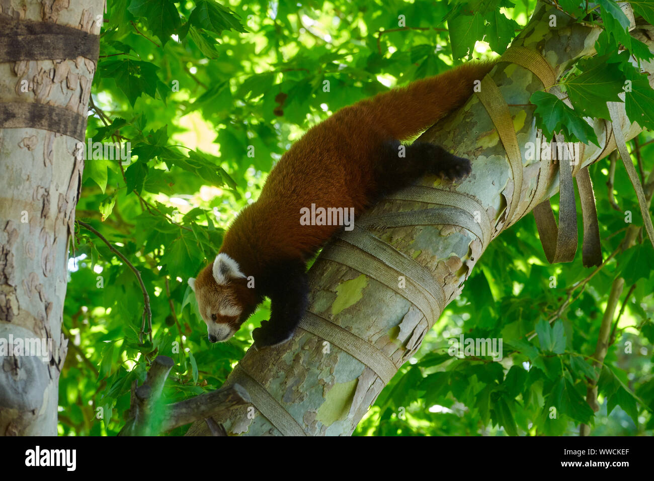 Red Panda at Melbourne Zoo Stock Photo - Alamy