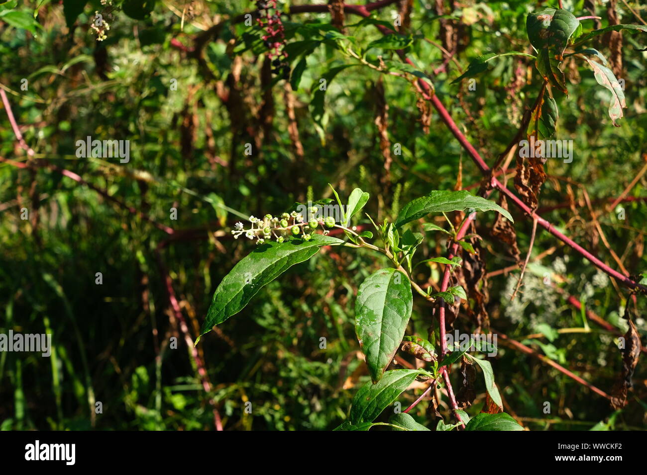 Young Berries on Poke Weed Stock Photo - Alamy