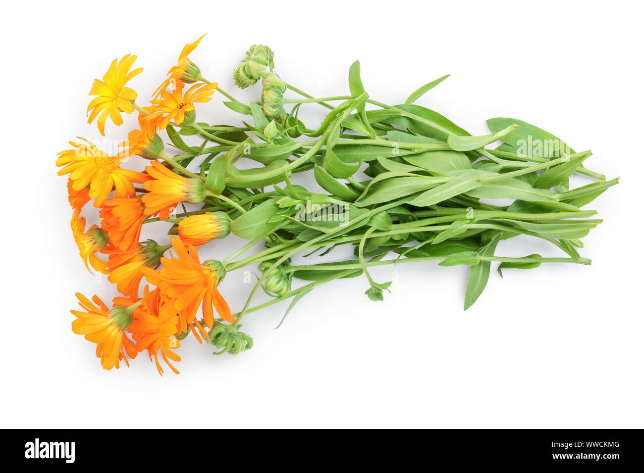 Bushes of orange Calendula flowers background . Isolated on white Stock ...