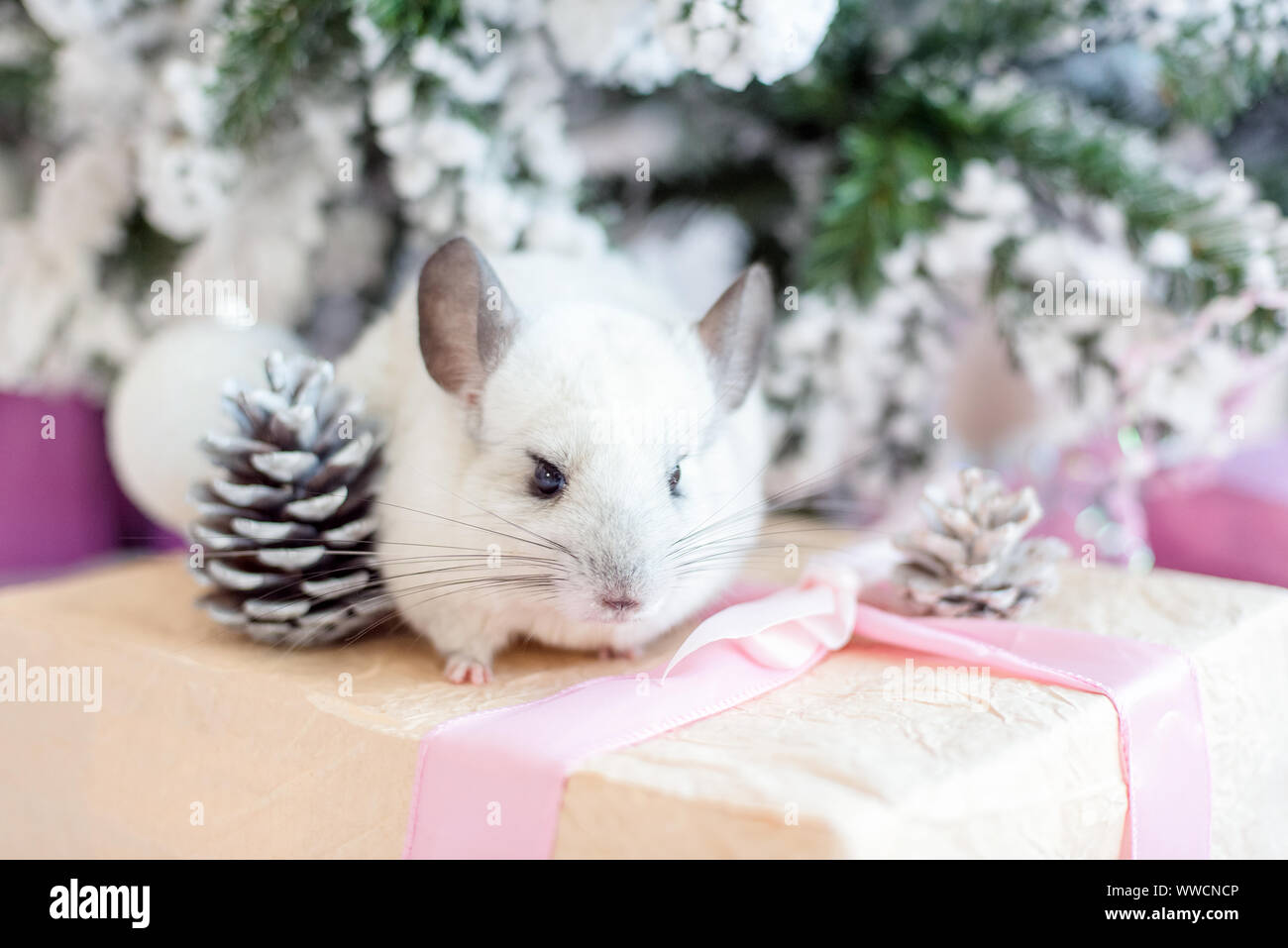 Happy Chinchilla