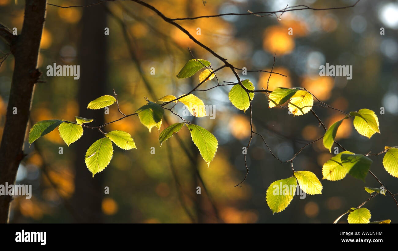 Solar beams hi-res stock photography and images - Alamy