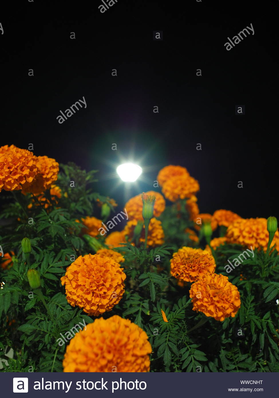 Aztec Marigold Stock Photos & Aztec Marigold Stock Images - Alamy