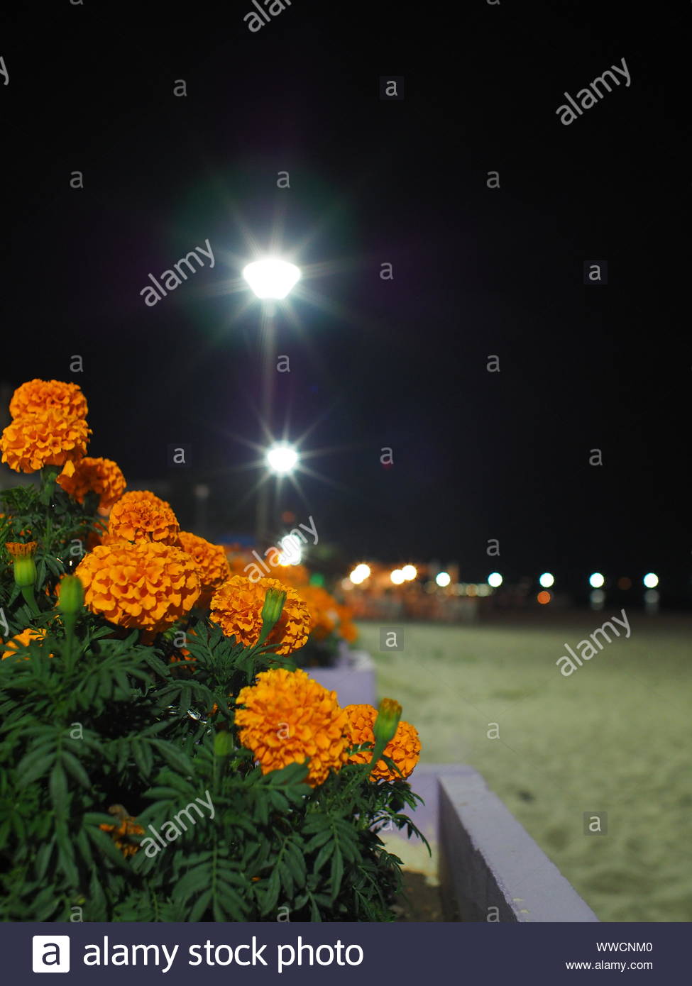 Aztec Marigold Stock Photos & Aztec Marigold Stock Images - Alamy