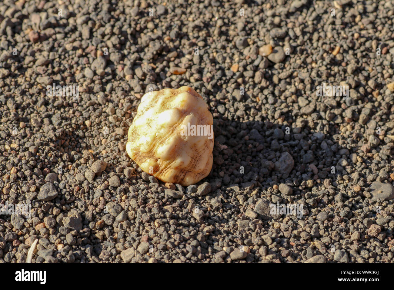 Sea shell isolated on a small dark stone background. Conch on pebbles ...