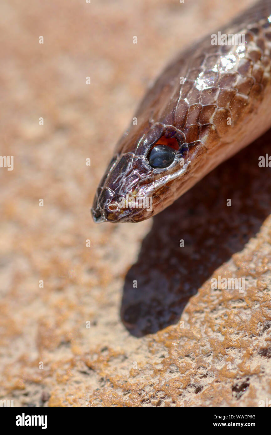 Face and small eyes of Sunbeam snake ( Xenopeltis unicolor ) snake non ...