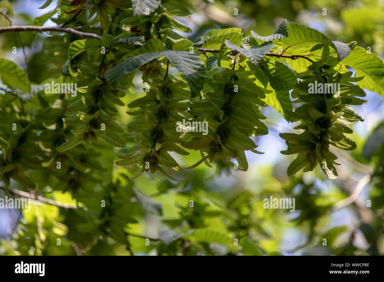Chinese walnut tree hi-res stock photography and images - Alamy