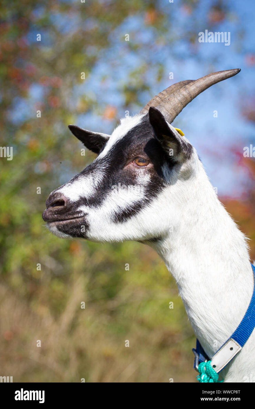 Österreichische Pfauenziege (Austrian peacock goat) - a critically ...