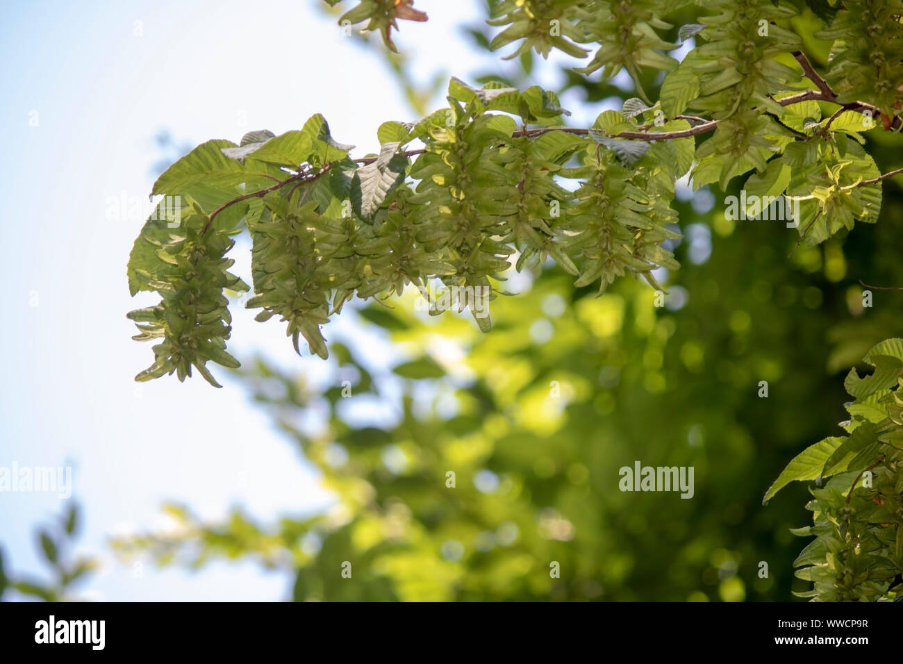 Chinese walnut tree hi-res stock photography and images - Alamy