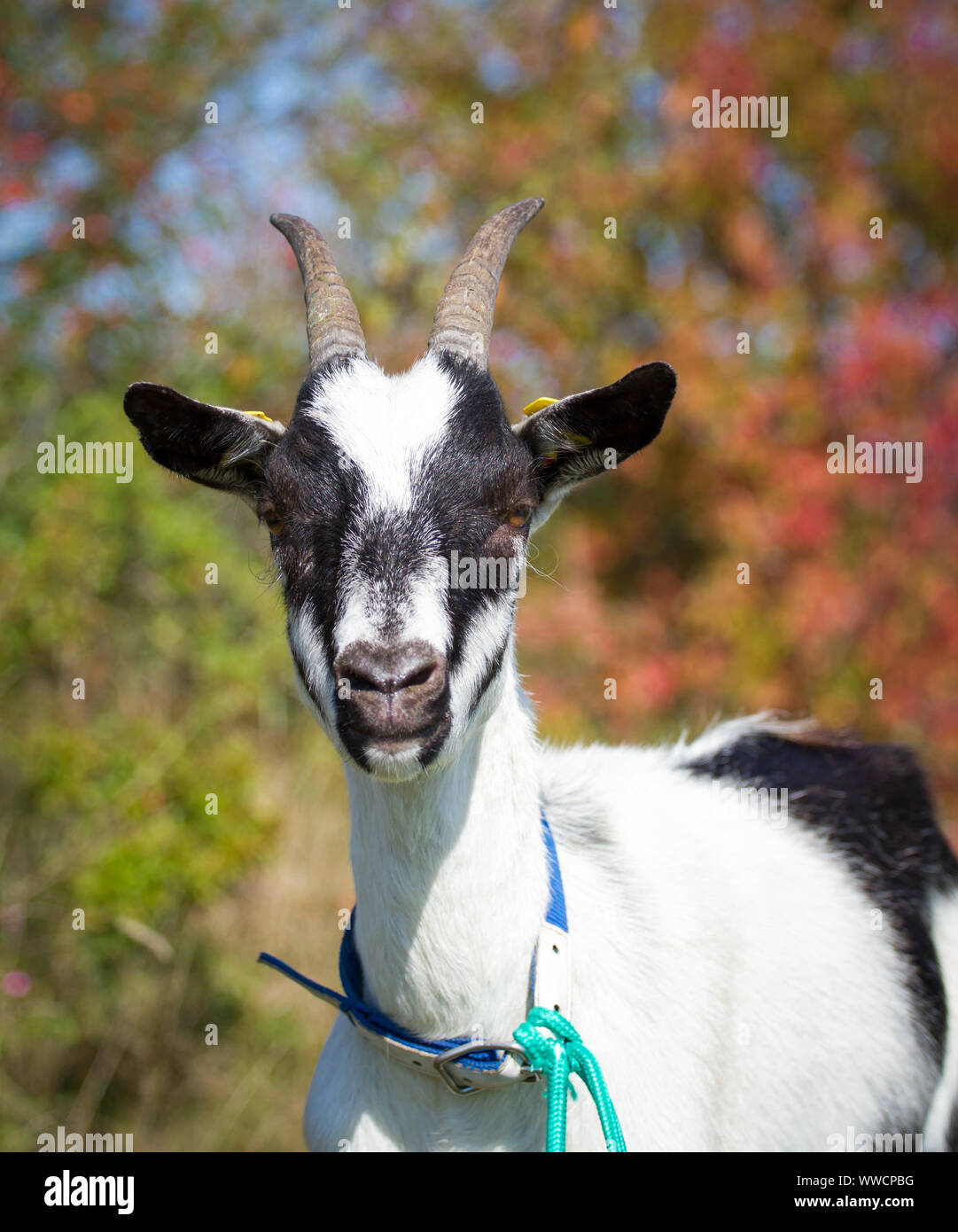 Österreichische Pfauenziege (Austrian peacock goat) - a critically ...