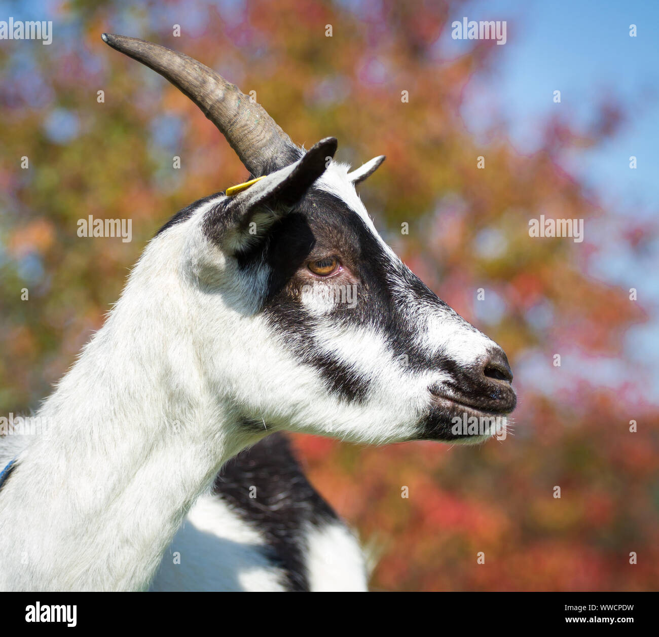 Österreichische Pfauenziege (Austrian peacock goat) - a critically ...
