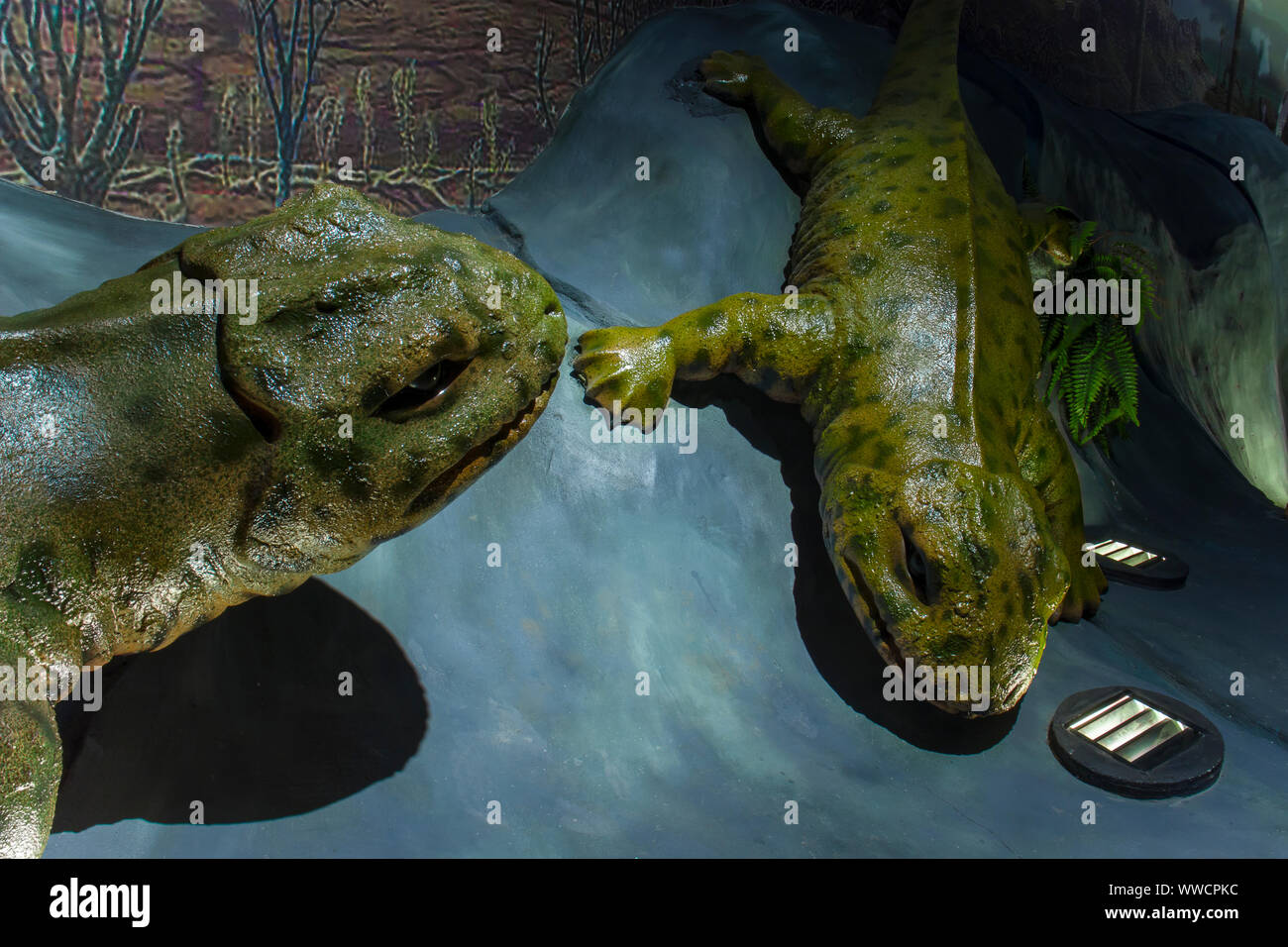 Lampang, Thailand - Sep 10, 2019: a fossil of Sclerocephalus at Lampang ...