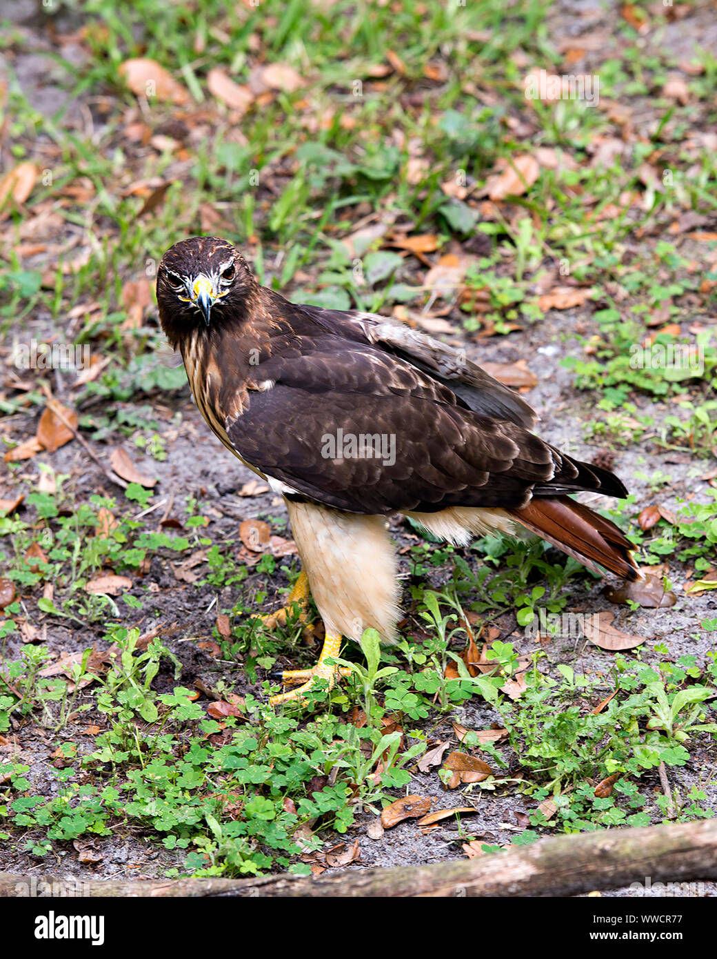 Hawk bird on the ground displaying brown feathers, head, eyes, beak ...
