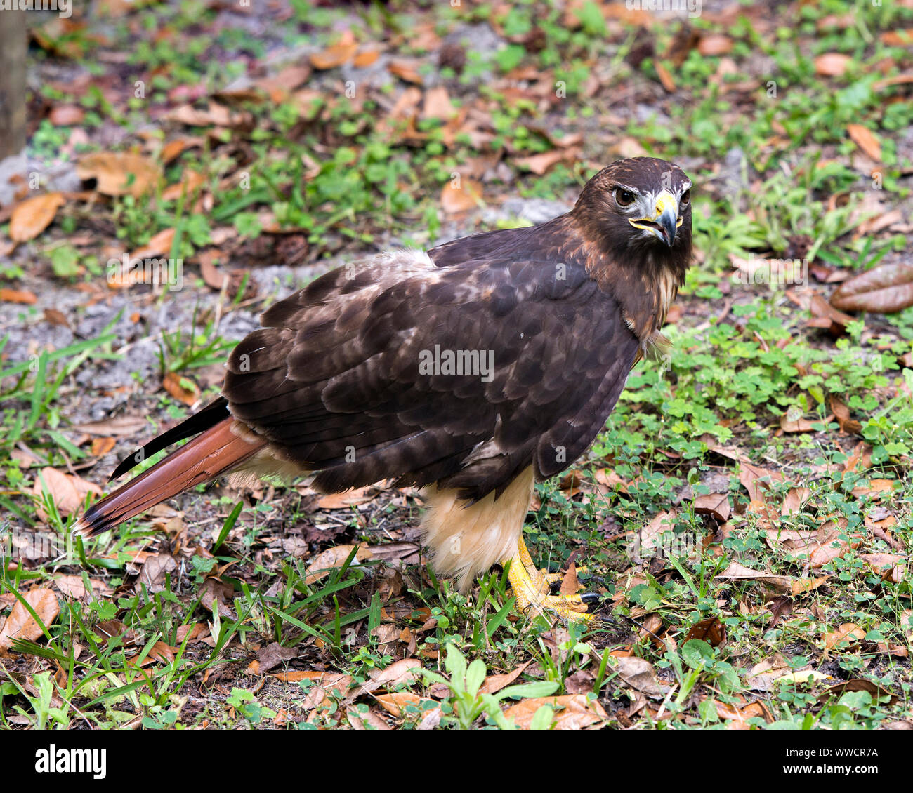 Hawk bird on the ground displaying brown feathers, head, eyes, beak ...