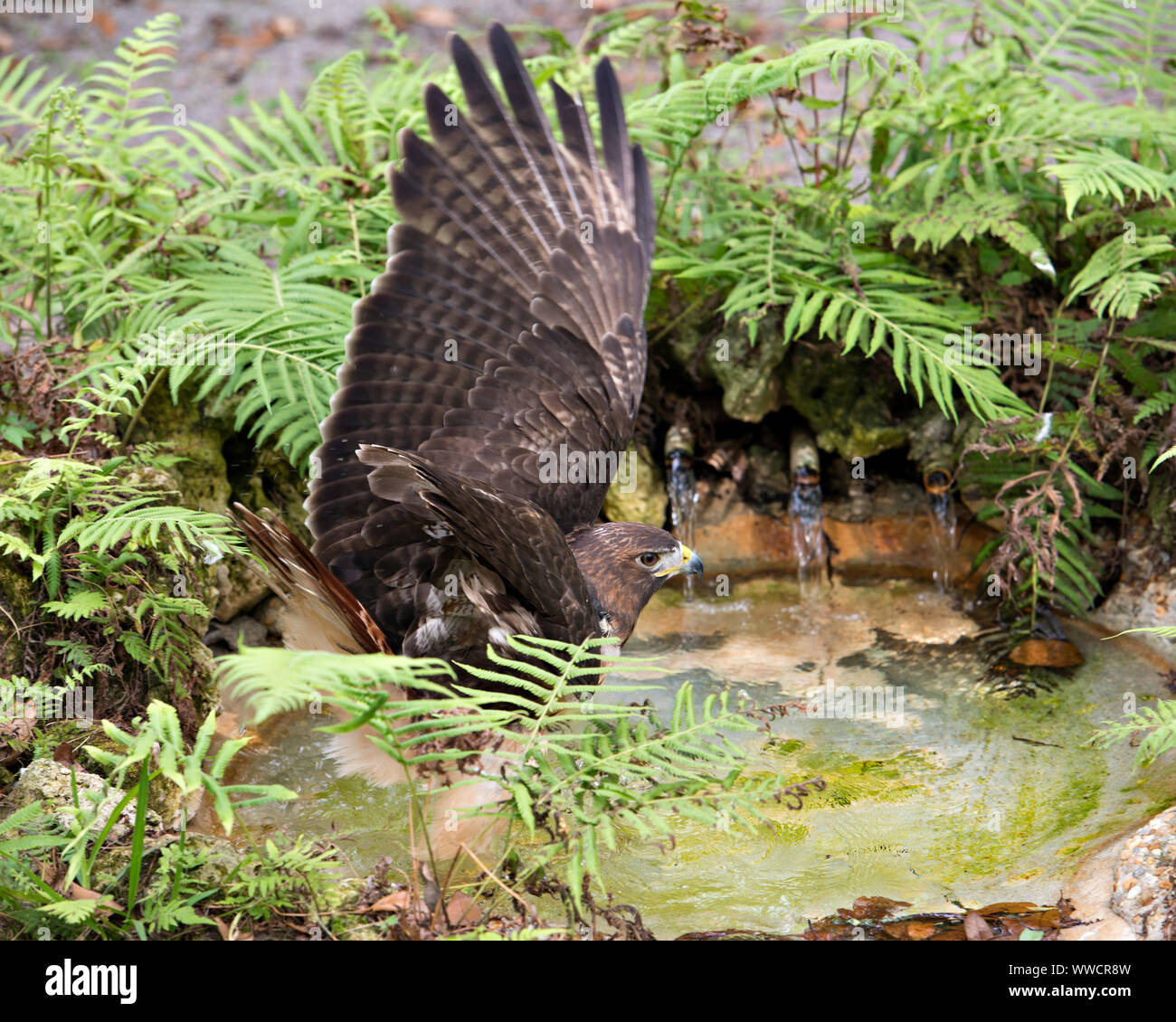 Hawk bathing with its wings spread in its environment Stock Photo - Alamy