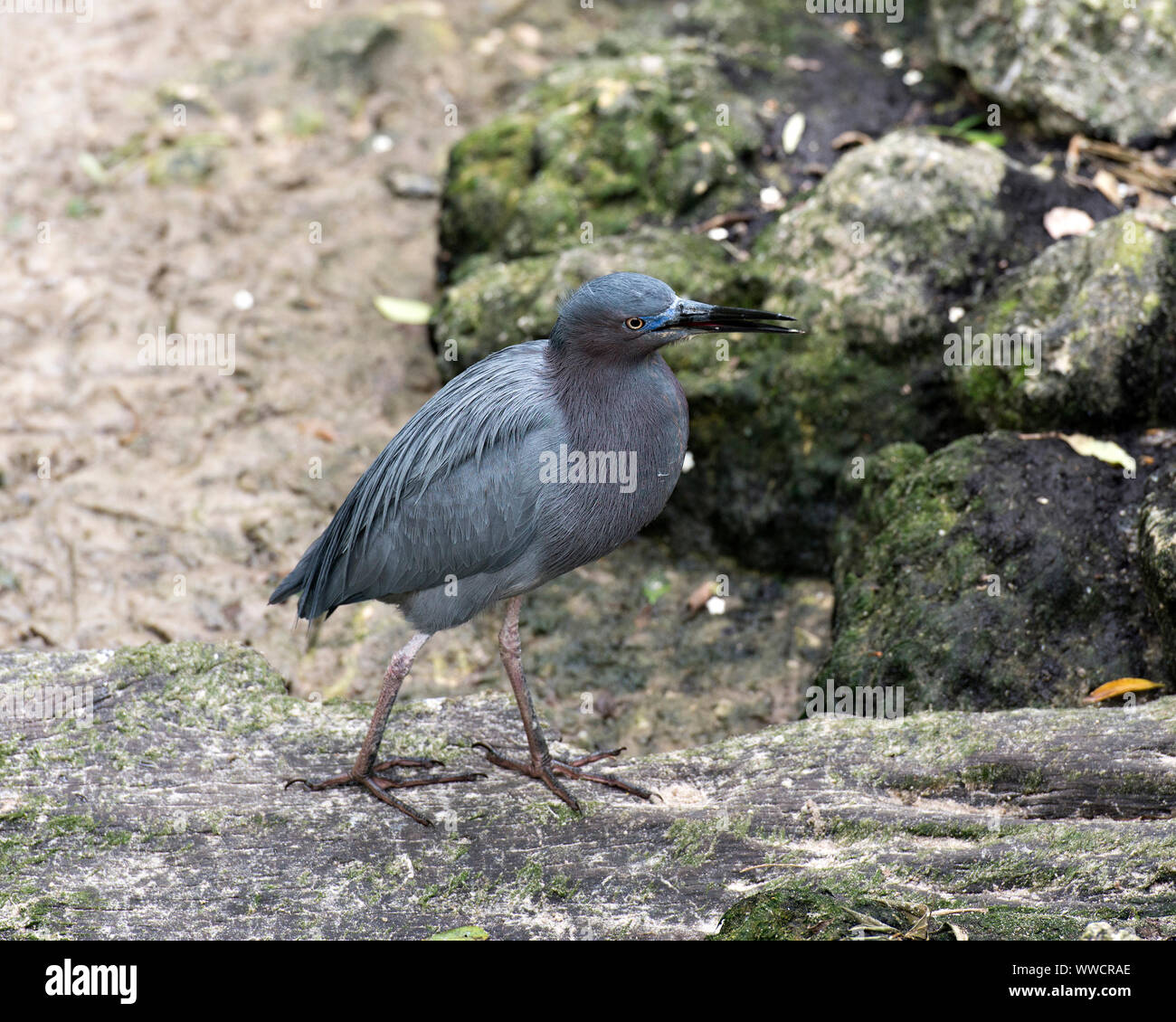 Little Blue Heron bird on ground displaying bleue feathers, beak, head ...