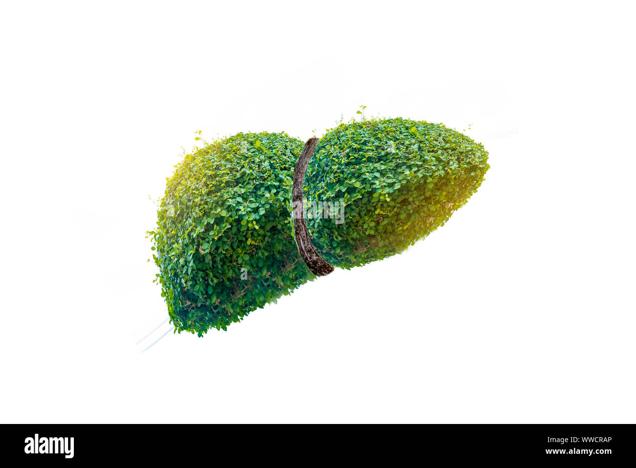 Realistic liver images are human green tree shapes about diseases and ...