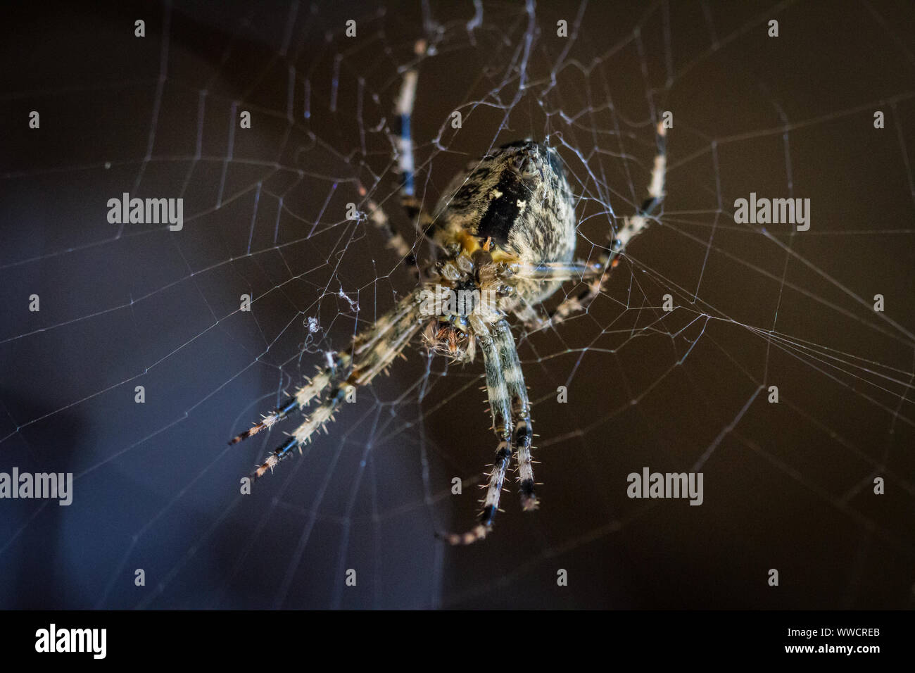 European garden spider (Araneus diadematus Stock Photo - Alamy