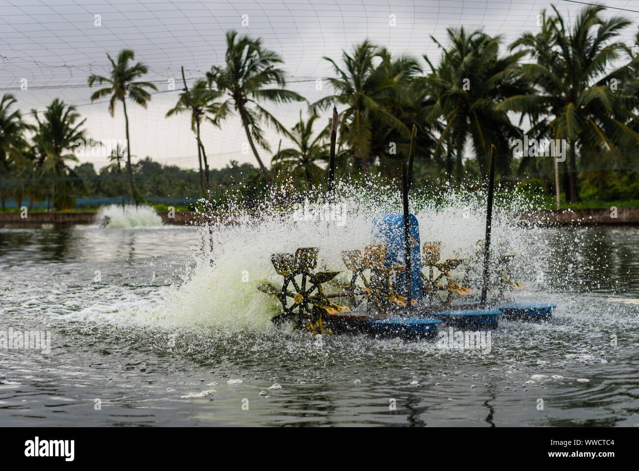 Manmade fish and prawn farming farms located in Goa which rear and ...