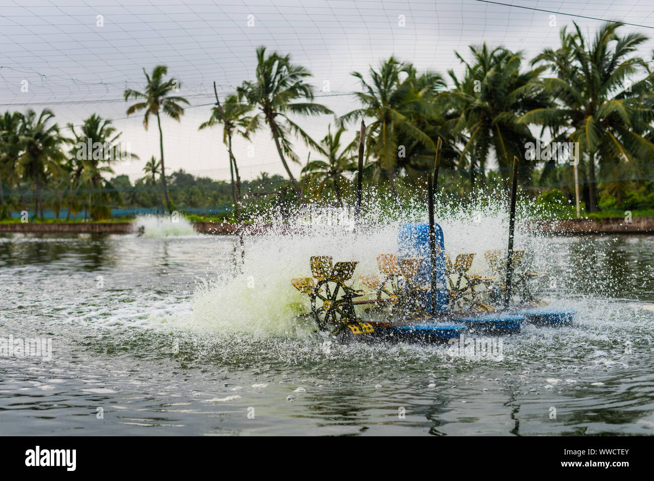 Manmade fish and prawn farming farms located in Goa which rear and ...