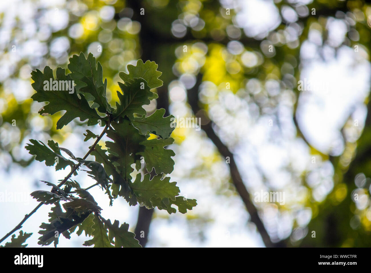 Quercus Macrocarpa Twig