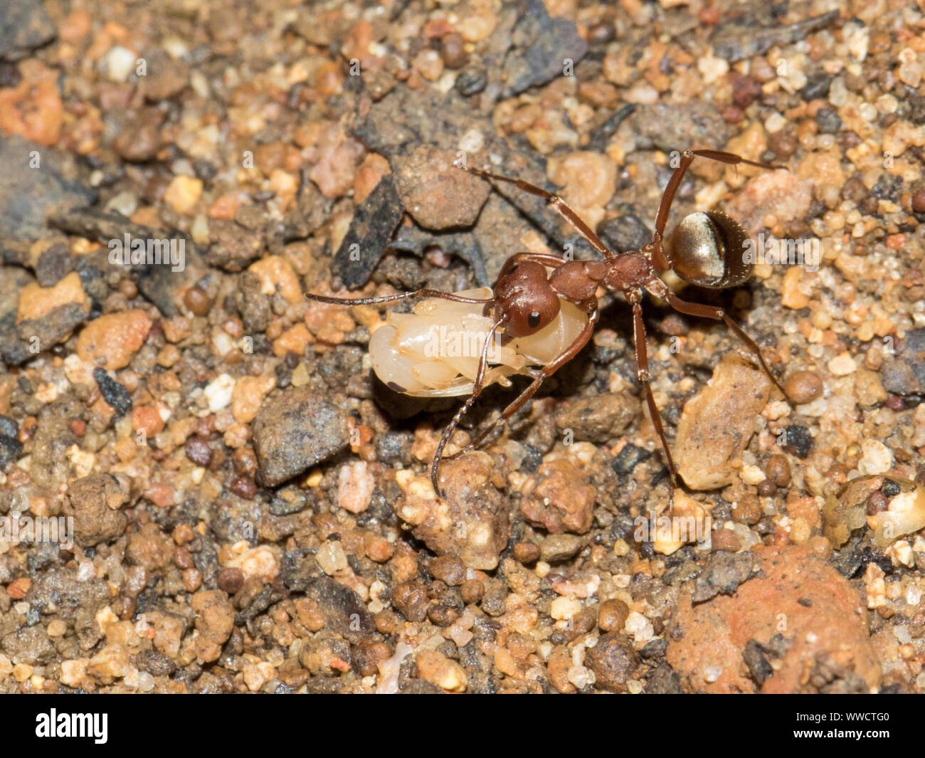 Dulosis hi-res stock photography and images - Alamy