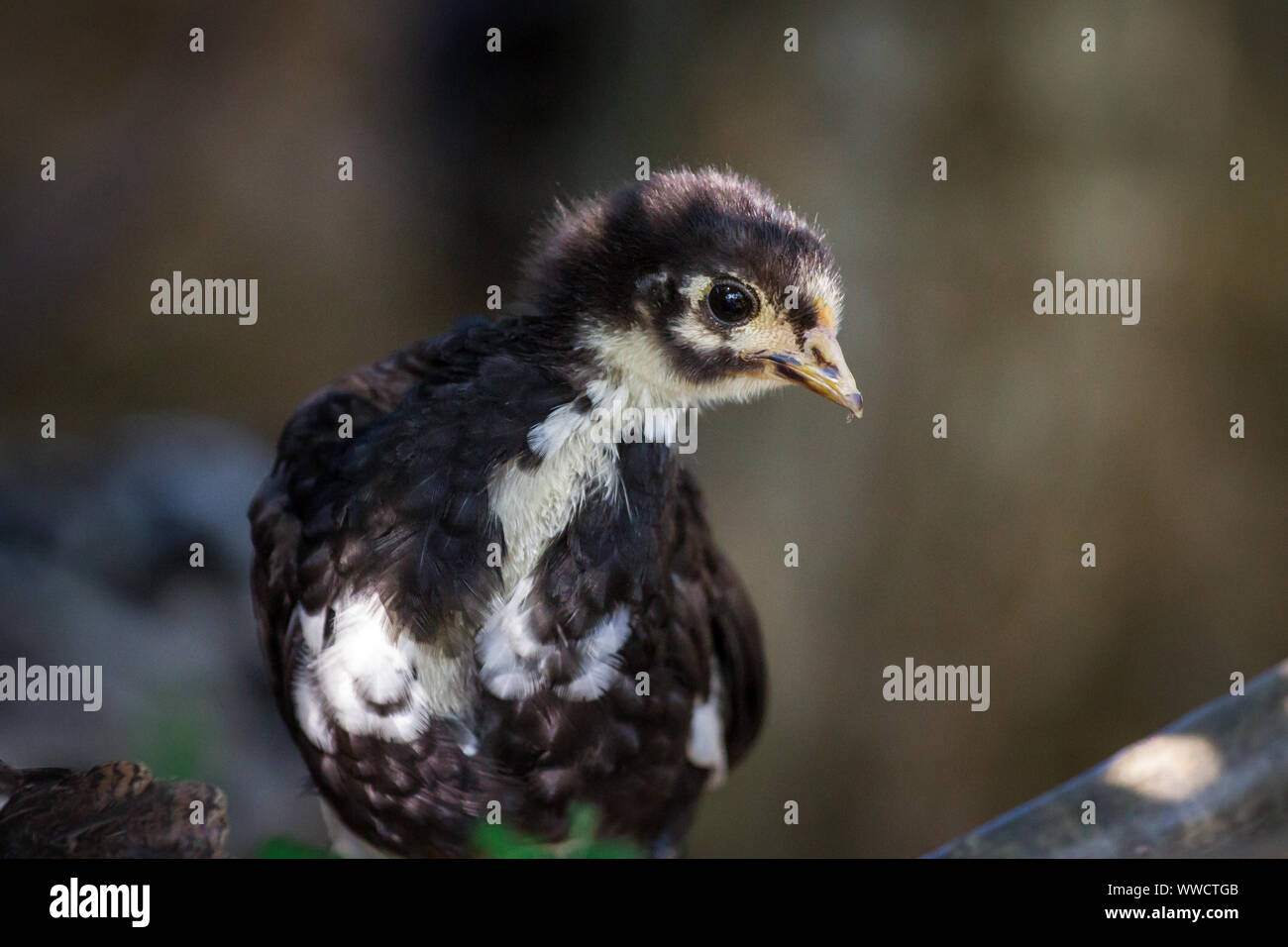 Black steinhendl hi-res stock photography and images - Alamy