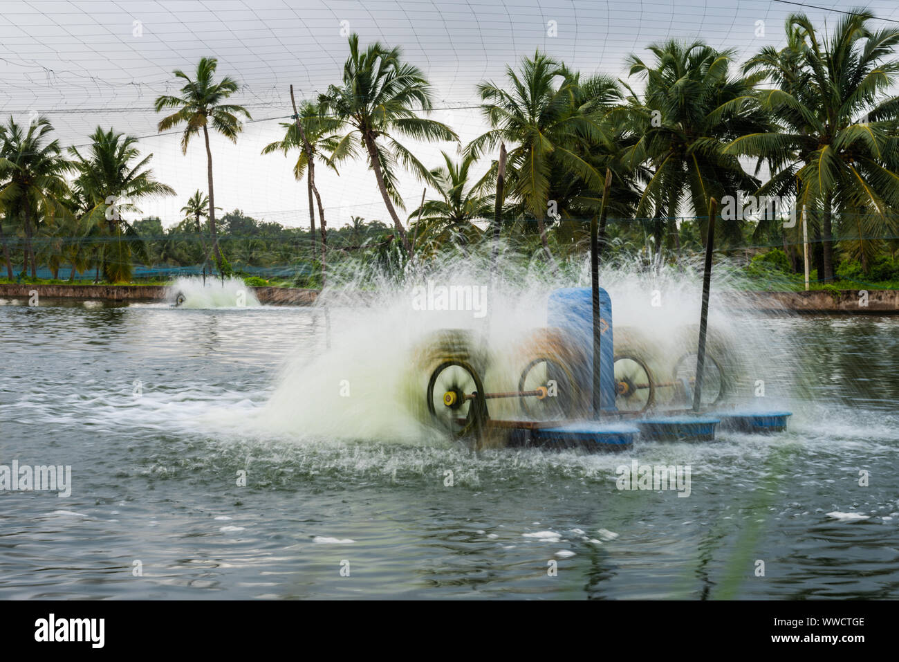 Prawn farming hi-res stock photography and images - Alamy