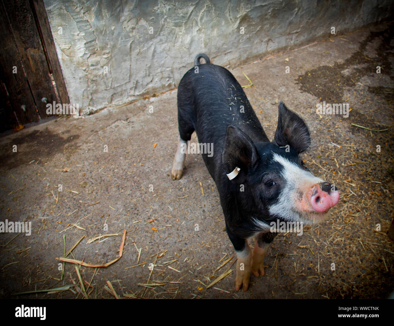 Pig curly tail hi-res stock photography and images - Alamy