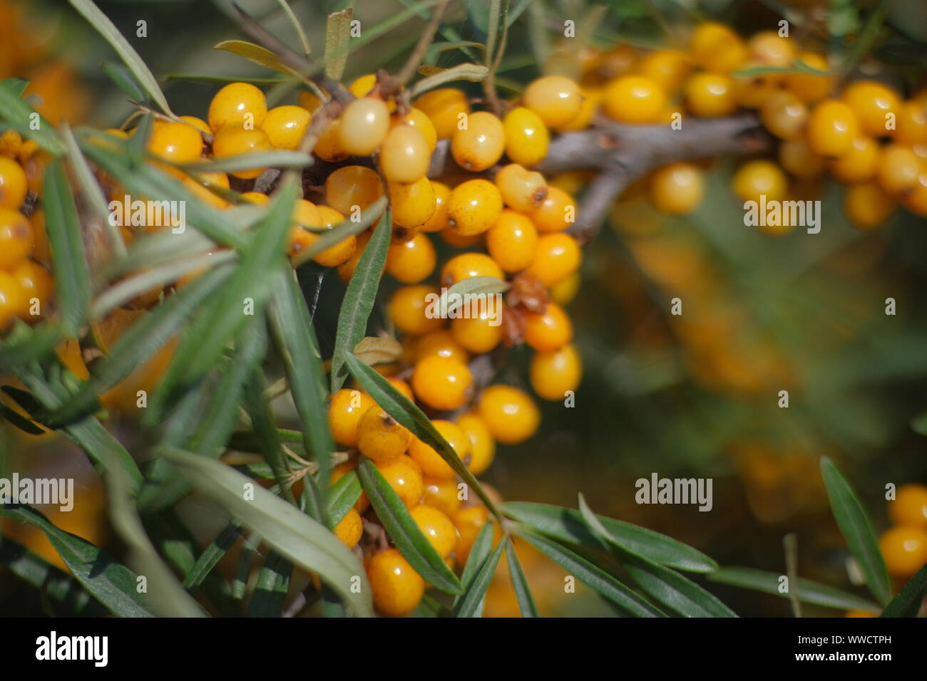 A Sea buckthorn bush with yellow berries close-up Stock Photo - Alamy