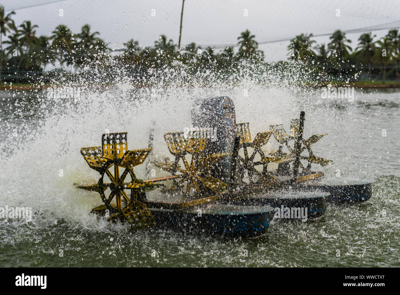 Manmade fish and prawn farming farms located in Goa which rear and ...
