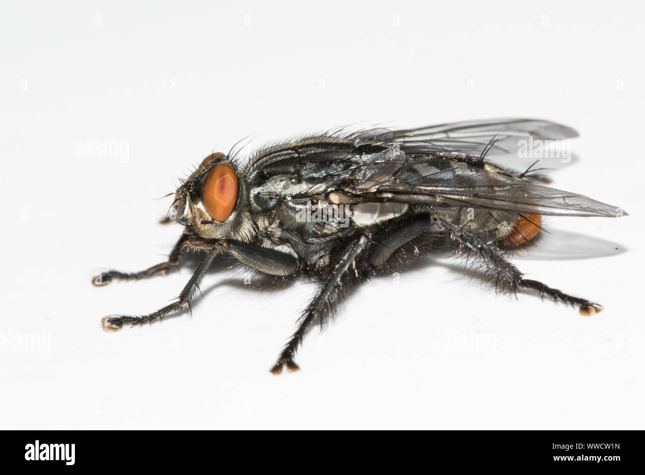 Flesh fly hi-res stock photography and images - Alamy
