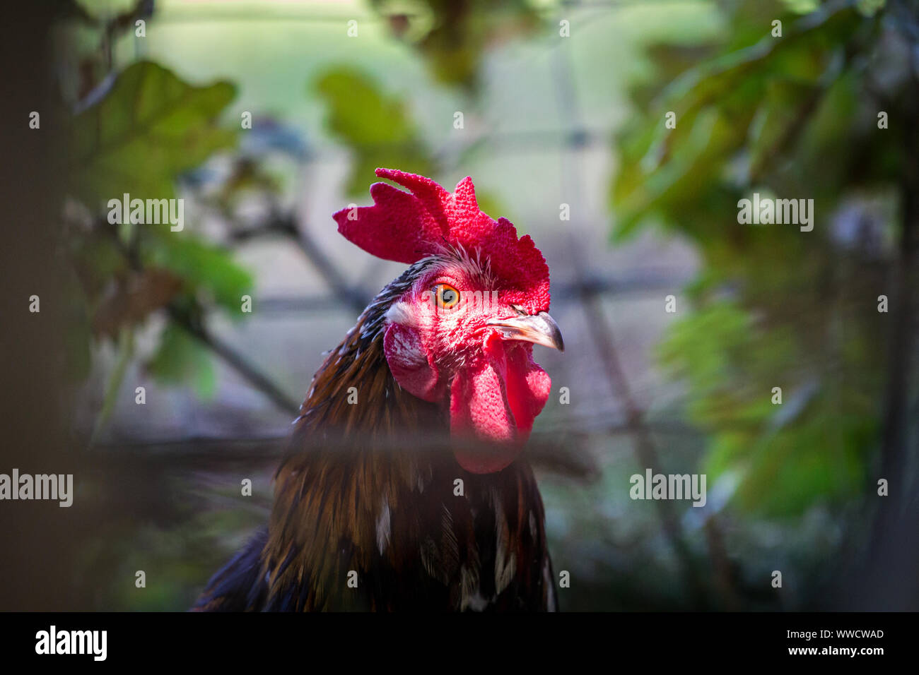 Rooster hiding tree hi-res stock photography and images - Alamy