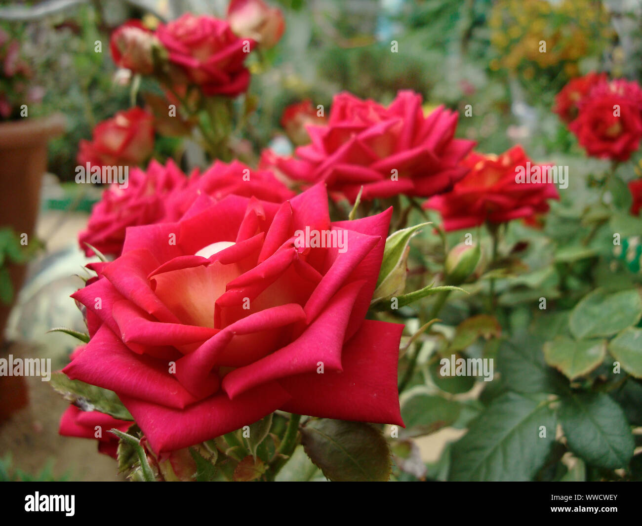 Red roses in the summer garden Stock Photo - Alamy