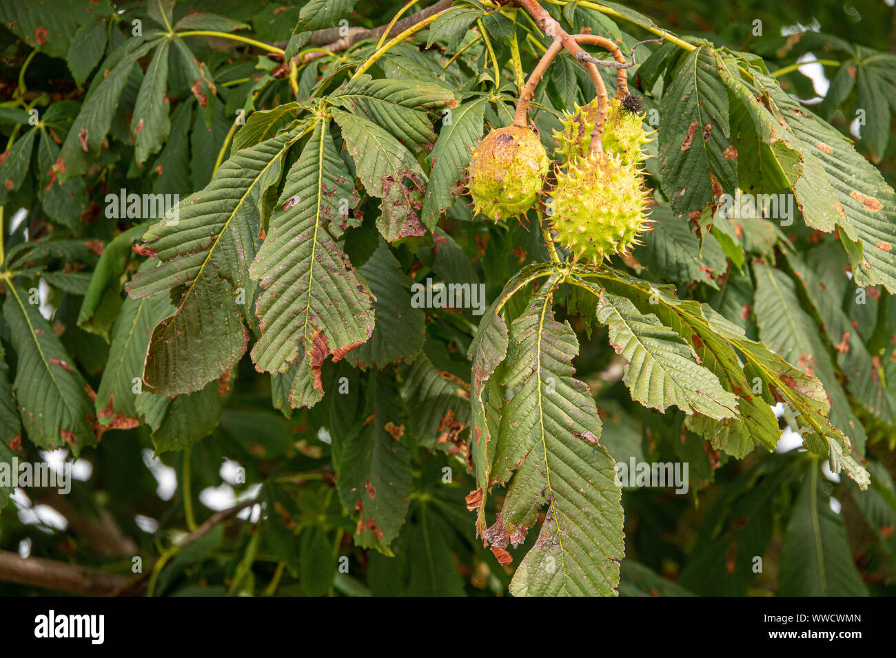 a brown ripe chestnut is still hanging from a chestnut tree whose ...