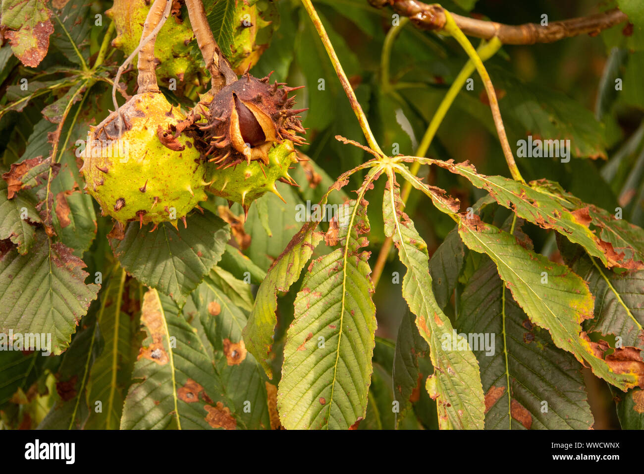 a brown ripe chestnut is still hanging from a chestnut tree whose ...