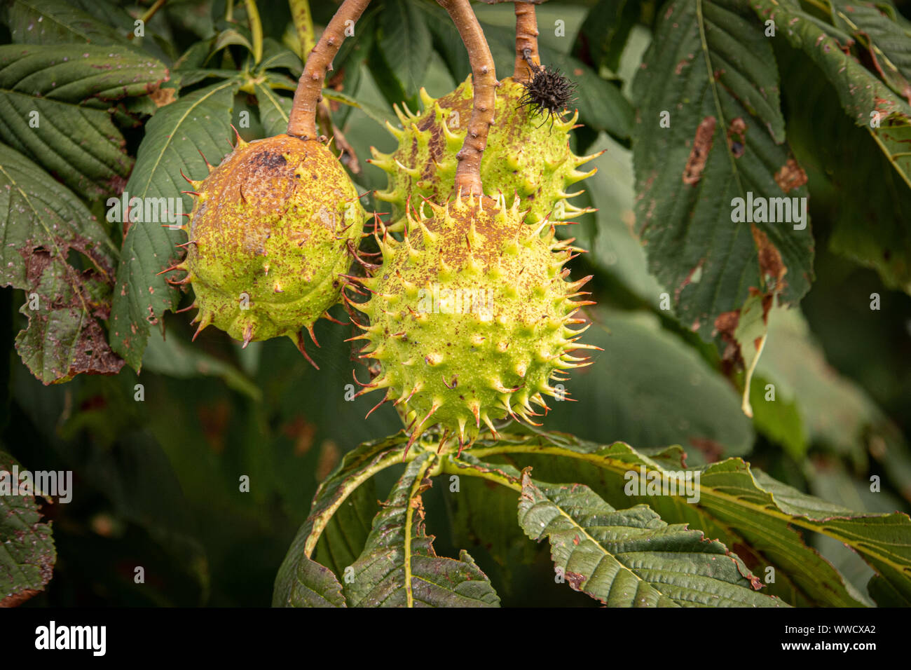 a brown ripe chestnut is still hanging from a chestnut tree whose ...