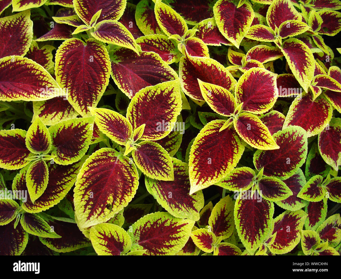 Coleus Kong bright and unusual ornamental plant Stock Photo - Alamy