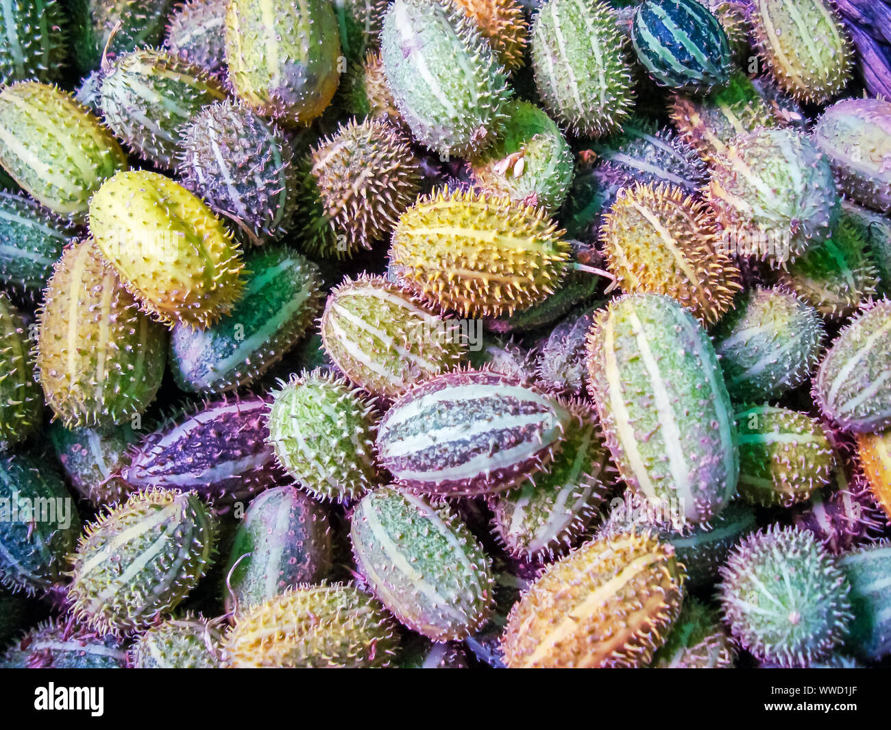 African wild cucumber Cucumis africanus tropical plant Stock Photo - Alamy