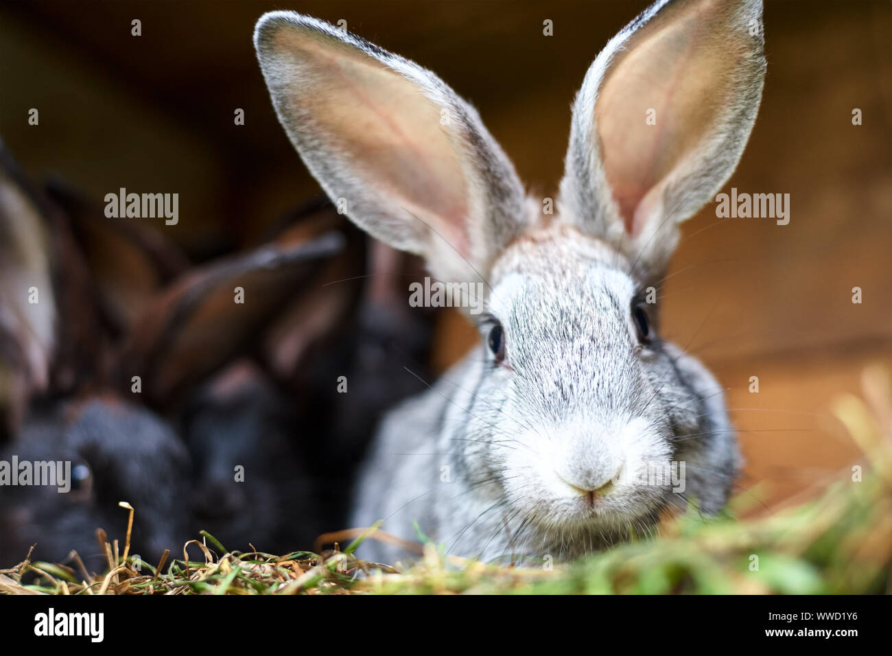 Rabbit teeth close up hi-res stock photography and images - Alamy