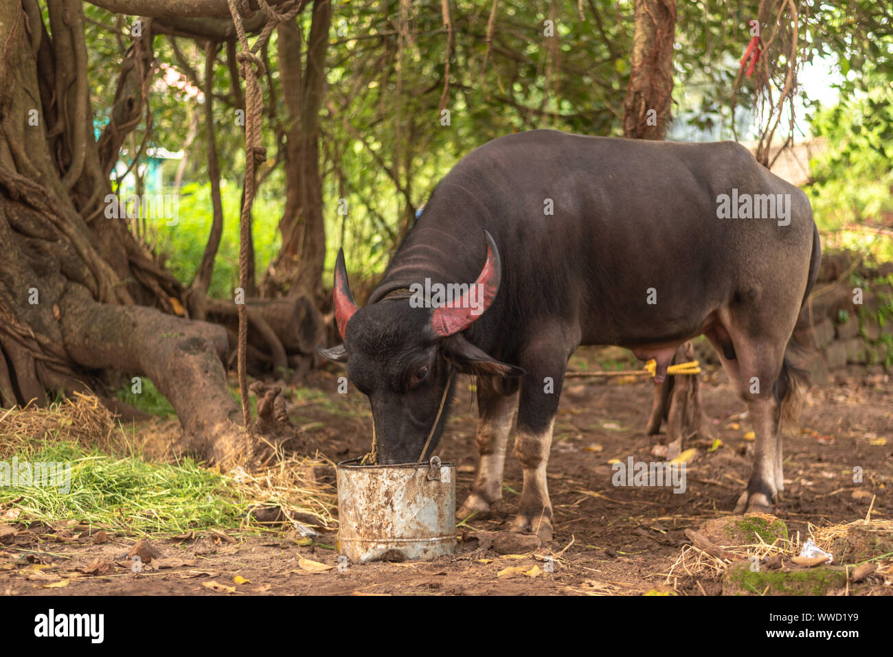Indian bull fight hi-res stock photography and images - Alamy