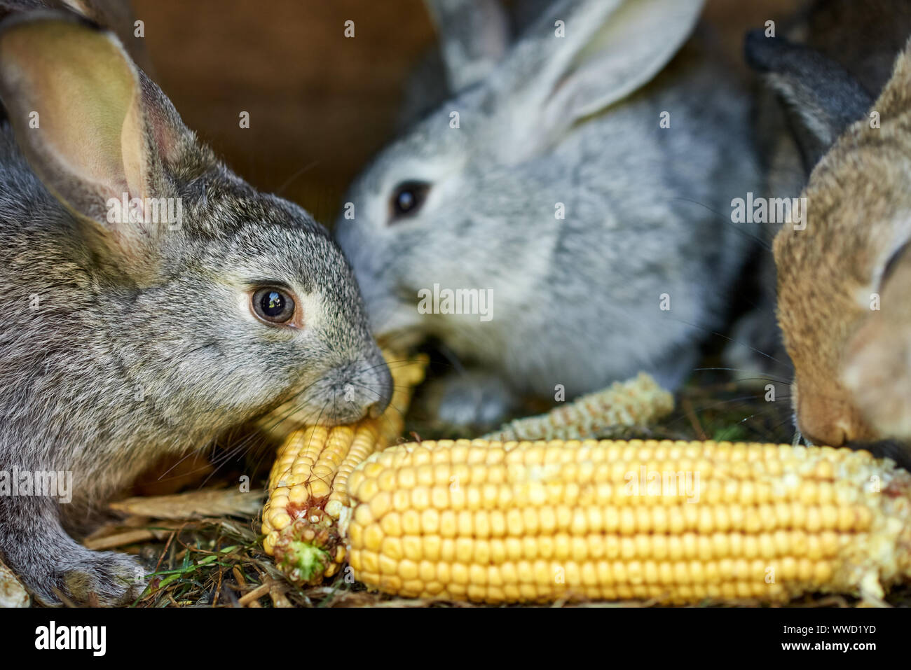 Are Rabbits Allowed To Eat Corn at Maya Hurley blog